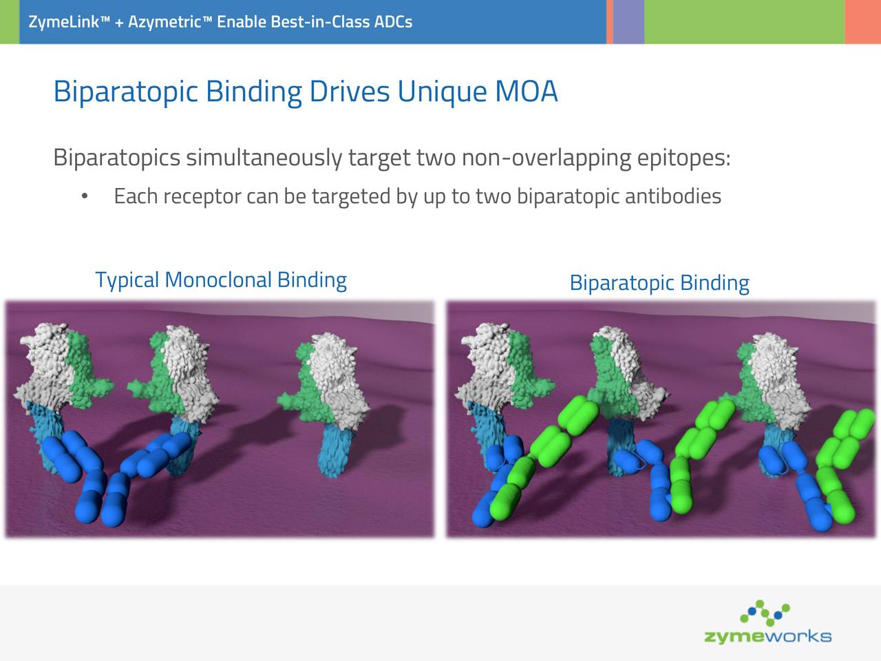 Zymeworks (ZYME) Investor Presentation - Slideshow (NYSE:ZYME ...