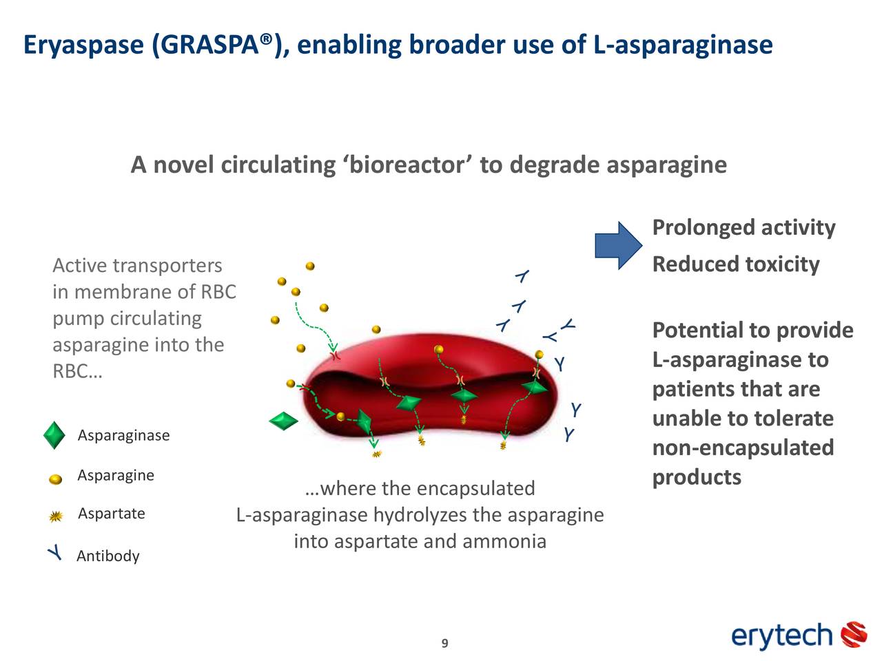 Erytech Pharma (ERYP) Confirms Strategic Focus Of Eryaspase On Solid ...