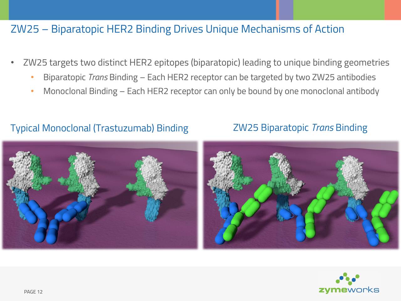 Zymeworks (ZYME) Investor Presentation - Slideshow (NYSE:ZYME ...